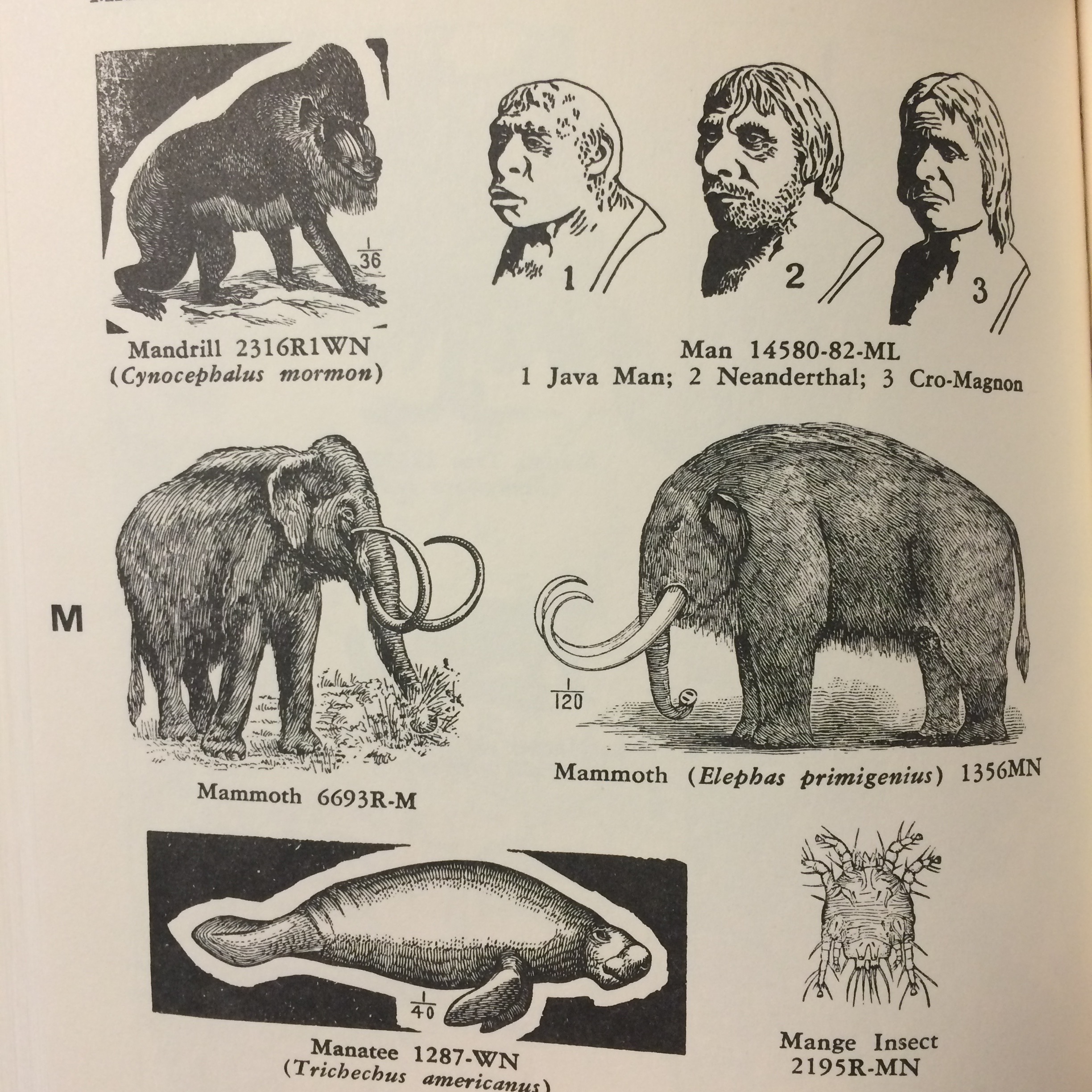 19th-Century Dictionary Illustrations: Alphabetizing Art | Victorian ...